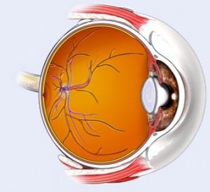 L’oeil | Le Corps Humain